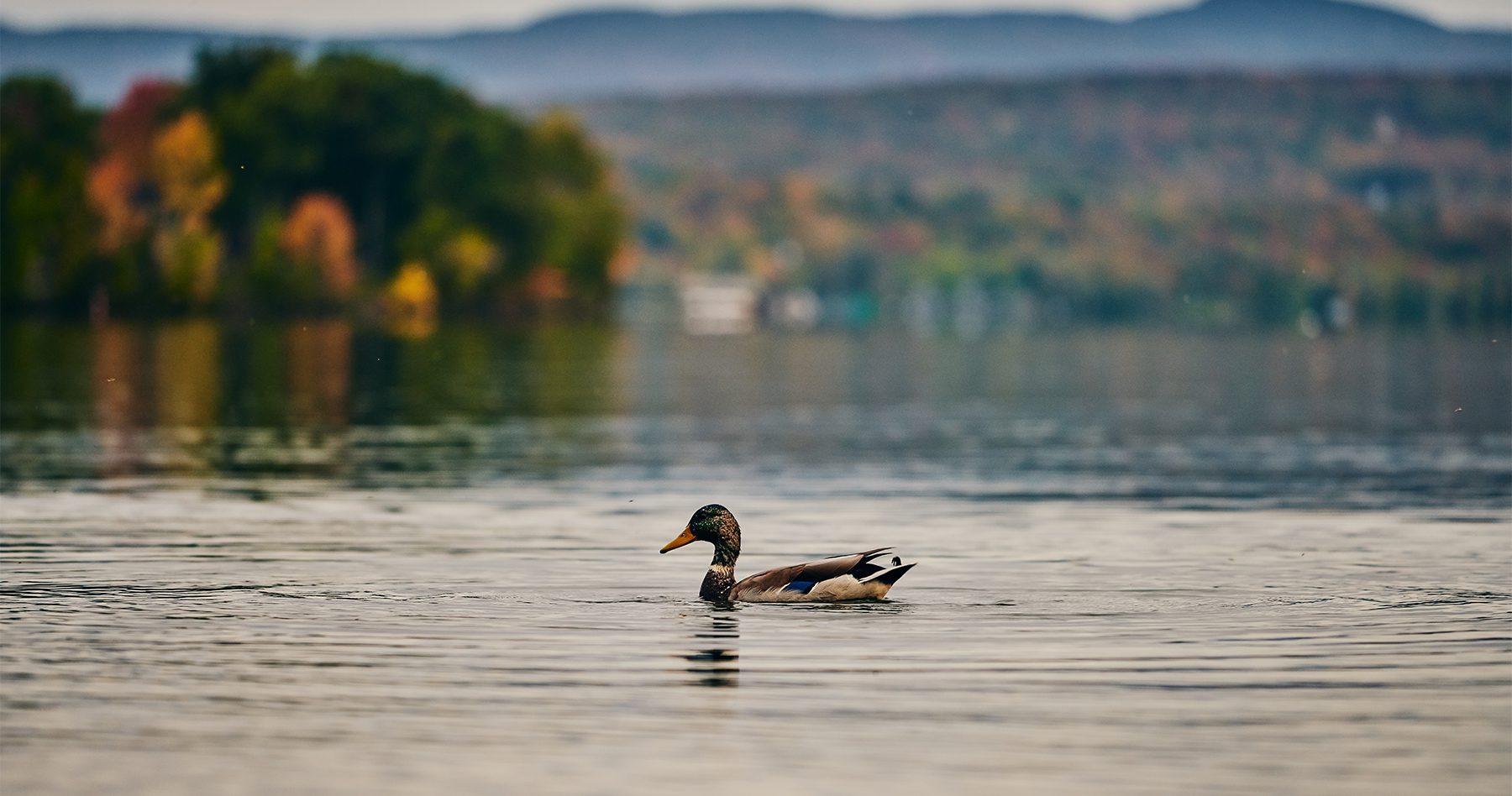 Tourisme Lac-Brome - La beauté est dans notre nature | Accueil